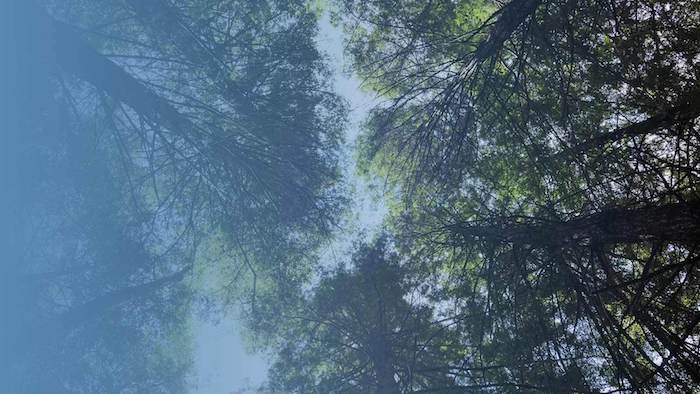 Digital Printing and Signage Services in Calgary and Edmonton - Carbon ...